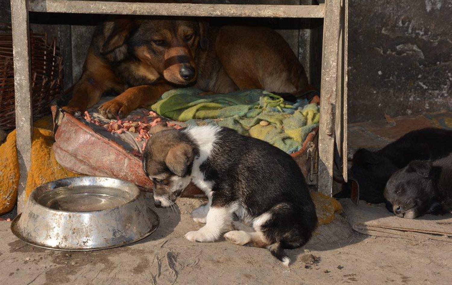 Helping Hands for Romanian Strays e.V. - Förderprogramme | Haus des ...