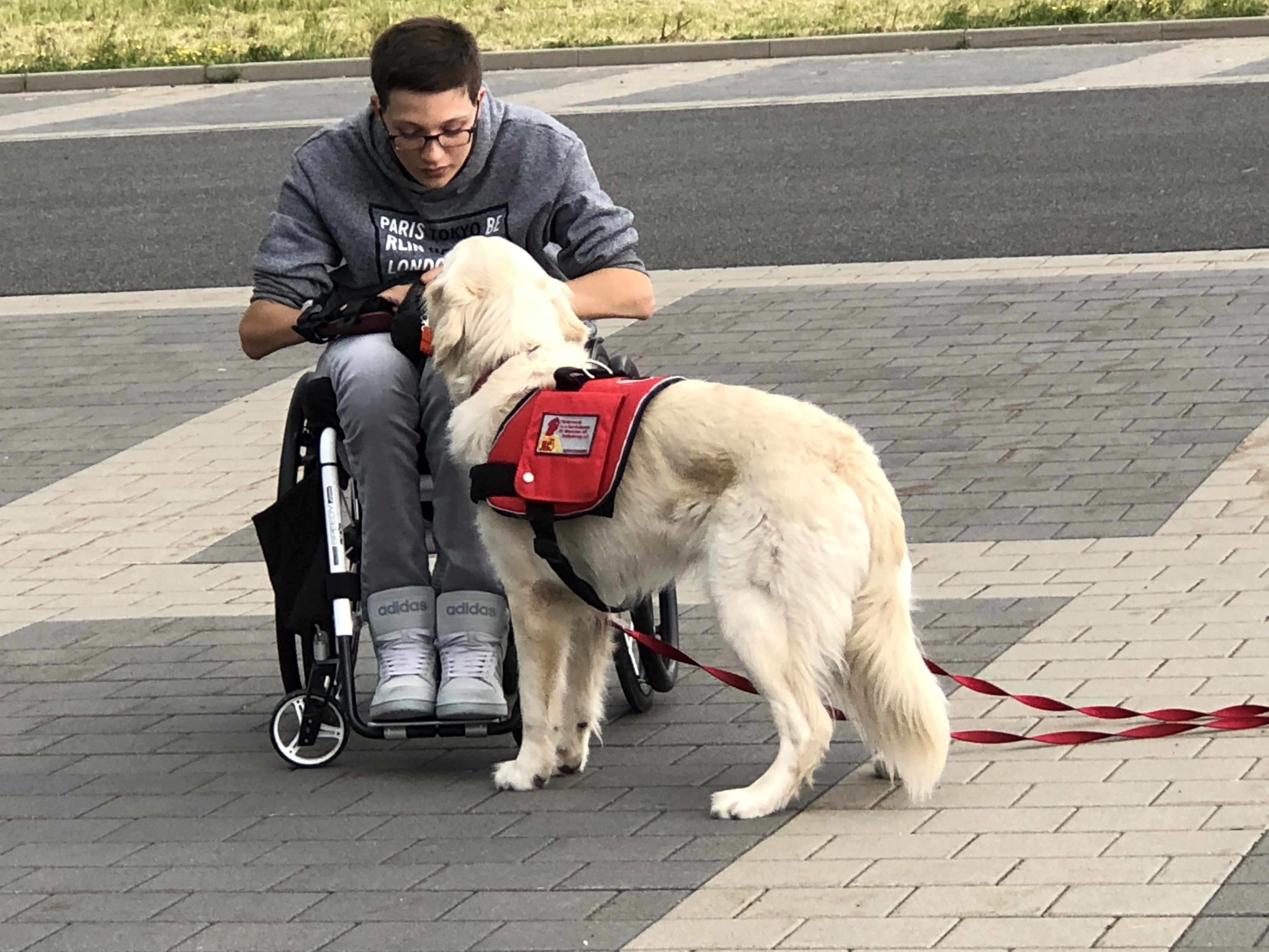 Förderverein I-L-e-Servicehunde für Menschen mit Behinderung e.V ...